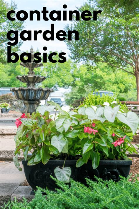 Container Gardening Basics Thrillers Fillers And Spillers · Nourish