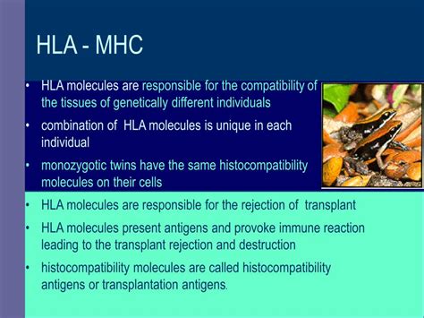 Ppt Hla And Antigen Presentation Powerpoint Presentation Free