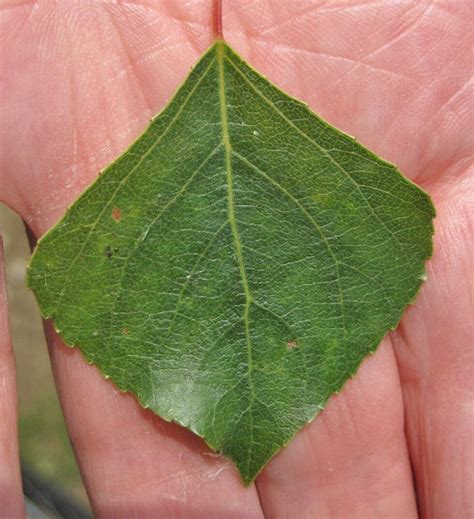 Leaf Triangular Tree Guide Uk Tree Id By Triangular Leaf
