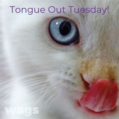 Tongue Out Tuesday Cat Meme