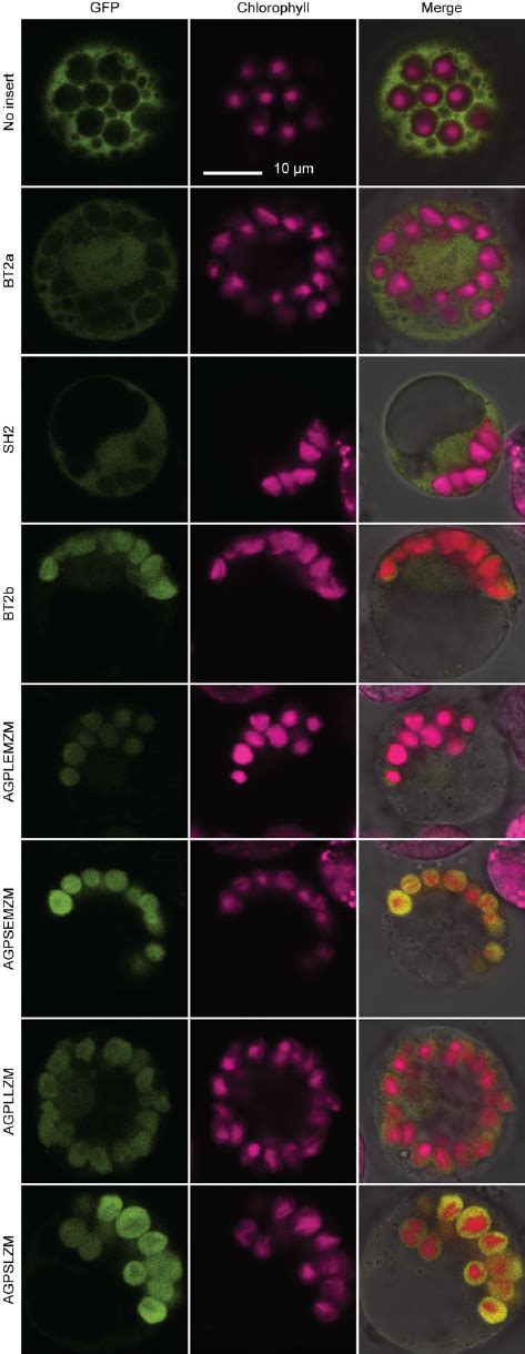 Subcellular Localization Of Agpase Ls Gfp And Agpase Ss Gfp Fusion