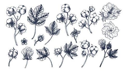 코 튼 식물 손으로 그린 고립 된 벡터 일러스트 레이 션 세트 목화 건조 꽃 스케치 템플릿 카드 디자인 또는 초대장 포장 라벨 포스터 휴일 장식 인그레이빙 스타일 컬렉션