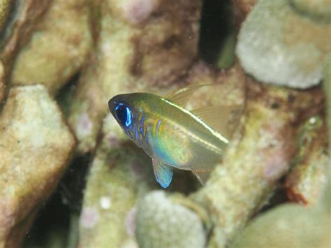 イトヒキテンジクダイ setsukos room 海の生き物図鑑