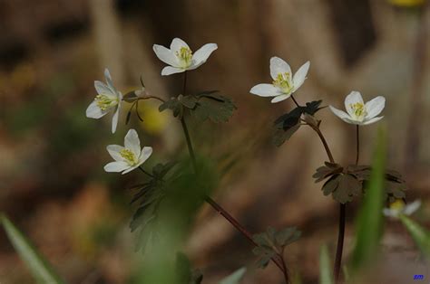 기타 만주바람꽃미나리아재비과 기타 생물종 Bric