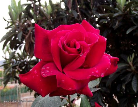 Las Rosas Rojas Vida En La Tierra