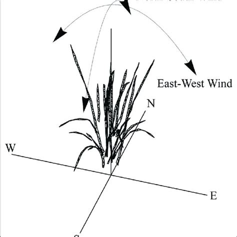 PDF Exploring Relationships Between Canopy Architecture Light Distribution And