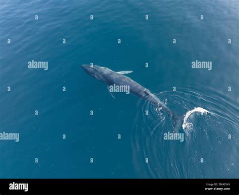 An Omuras Whale Balaenoptera Omurai Breathes At The Surface Of The