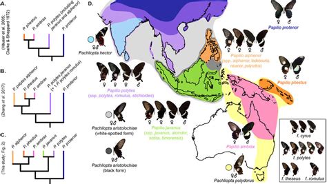 Putative Species Relationships Geographical Distribution And Various