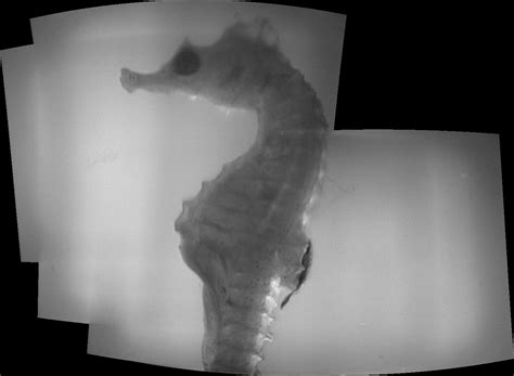 Github Manulado2d Xrayscancontrol Posicionamiento 2d Y Adquisición De Imágenes Usando