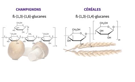 Why Should Beta Glucans Be Displayed In Mycotherapy