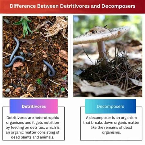 Detritivores Vs Decomposers Difference And Comparison