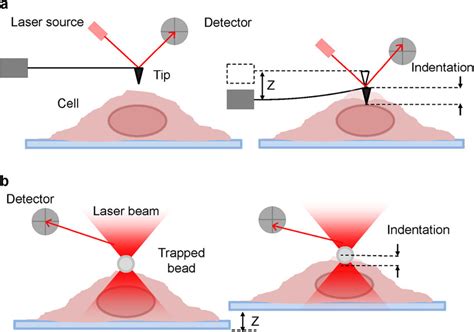 Vertical Indentation Of Living Cells A In AFM A Cantilever Driven Download Scientific