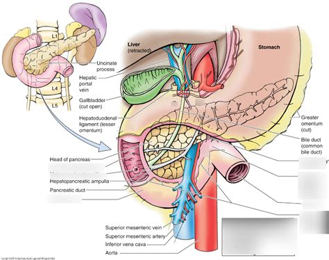 Duodenum Diagram Quizlet