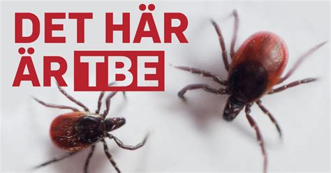 Det H R R Tbe Svt Nyheter