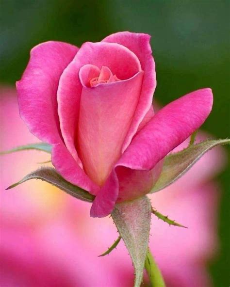 Pin By Patrice Almquist On Roses For Angie Beautiful Rose Flowers