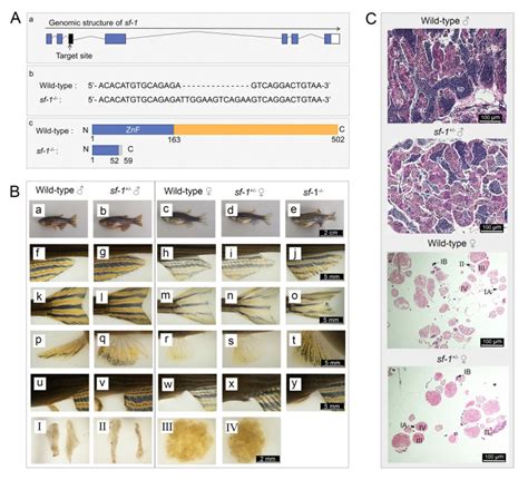 Zglp 1 Is A Novel Essential Transcriptional Regulator For Sex Reversal