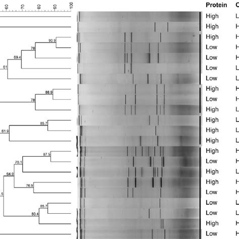 Cluster Analysis With Similarity Values And Dgge Banding Patterns