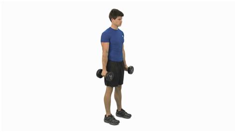 Standing Dumbbell Hammer Curls