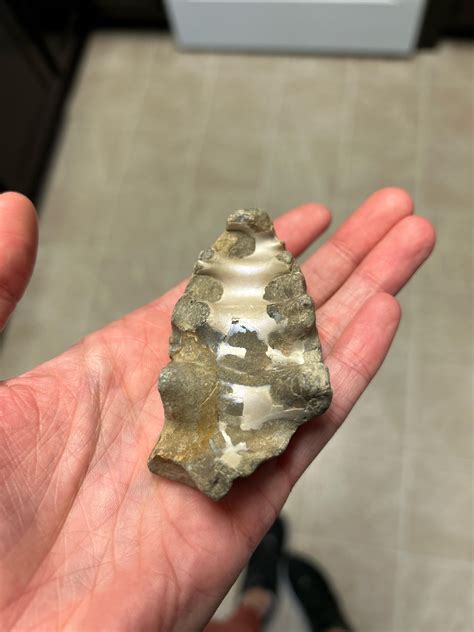 Lower Jaw Fossil R Fossils