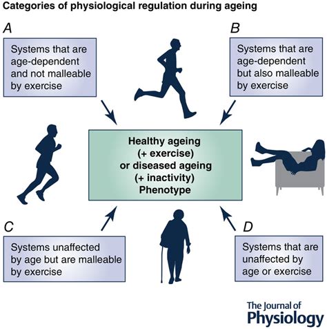 The Relationships And Interactions Between Age Exercise And Physiological Function Lazarus