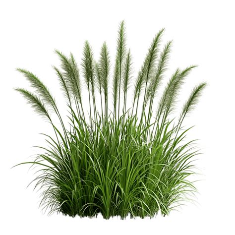 Tall Grass Pngs For Free Download