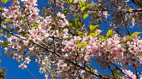 ヒマラヤ桜が満開 道祖神の招きにあひて