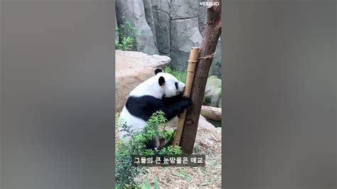 팬더가 세상에서 젤 귀여운 이유 ㄷㄷ Youtube