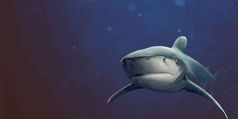 Sharks The Australian Museum