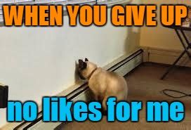 Give Up Cat Memes Imgflip