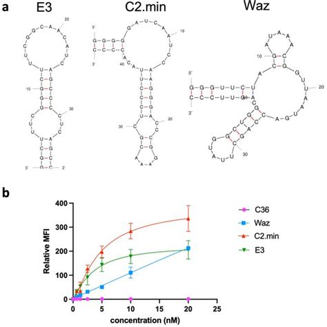 Aptamer Structures And Their Binding On Immobilized Recombinant Human