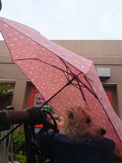 お邪魔虫 U−ｪ−u ジャックラッセルテリア Cimaのお気楽日記