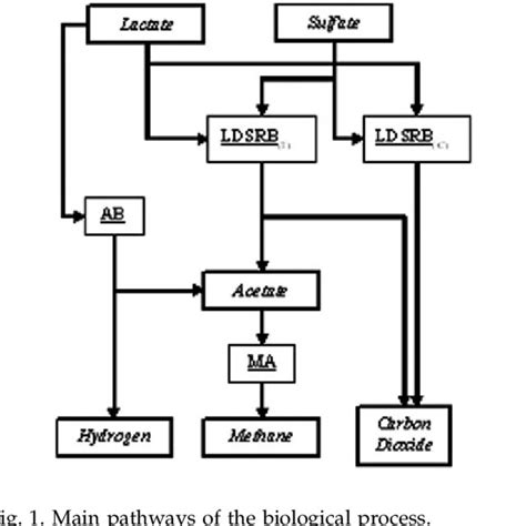 Various Methane Generating Archaea Under Different Growth Conditions