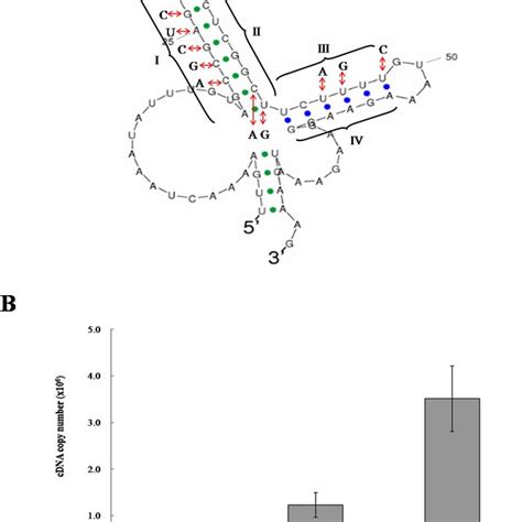Mrna Secondary Structure And Long Transcript Levels A Predicted Mrna Download Scientific