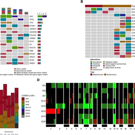 Mutational And Copy Number Variants Analyses A The Distribution Of Download Scientific