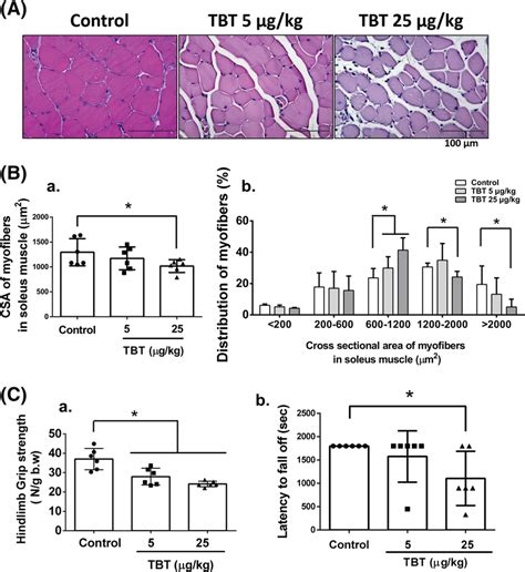 Tbt Treatment Caused Muscle Wasting And Muscular Dysfunction In Mice Download Scientific