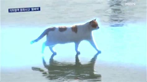 꽁꽁 얼어붙은 한강 위로 고양이 리믹스 Youtube