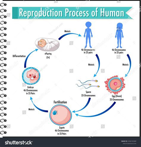 Reproduction Process Human Infographic Illustration Stock Vector