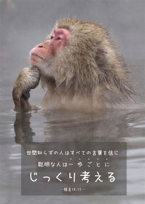 温泉 エホバ 猿 聖句カード 思考力 ほっこり JW 聖書レッスン 聖書の言葉 聖句