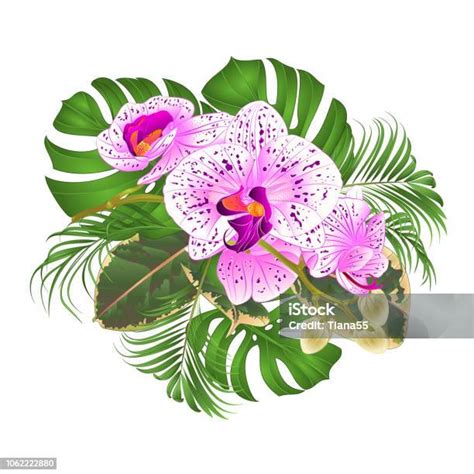 열 대와 꽃다발 꽃 꽃 꽃이 아름 다운 보라색과 흰색 난초 Phalaenopsis 팜 Philodendron 흰색 배경 빈티지 벡터 그림 편집에 무화과나무 0명에 대한 스톡