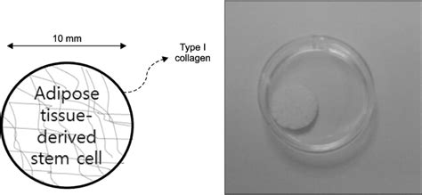 Schematic Presentation And A Photograph Of The Artificial Scaffold Model Download Scientific