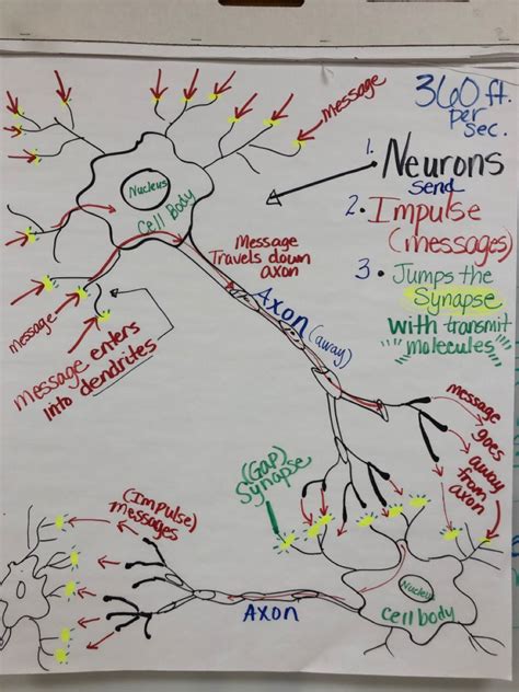 Neuron Diagram Artofit