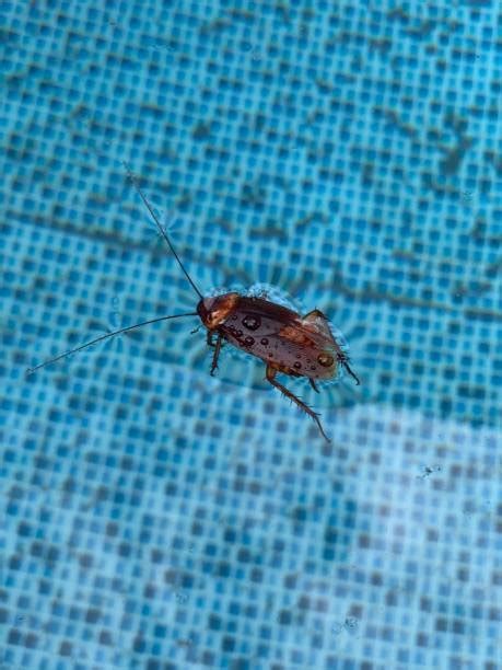 How Long Can A Cockroach Survive Underwater Our Focus Pestclue