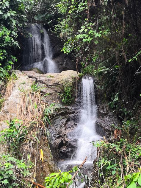 被低估了”的桉树，广西发布桉树10年监测报告 知乎