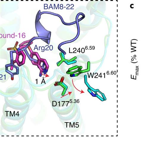 Interactions Of Compound 16 With Mrgprx1 Receptor A Binding Pocket Of