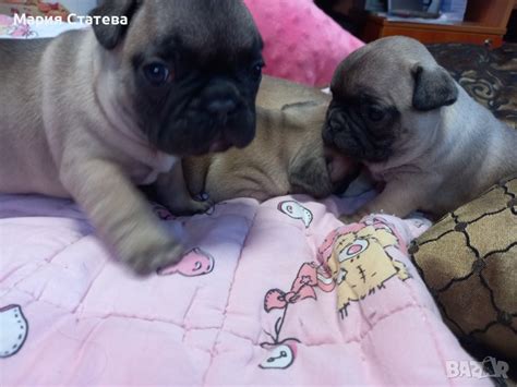 Френчета френски булдог в Френски булдог в гр Варна Id39126104 — Bazar Bg