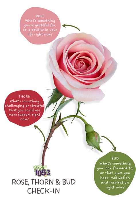 Rose Bud Thorn Conversation Starter Spirit 1053