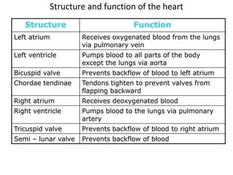 The Blood Circulatory System Igcse Pptx Heart And Cardiovascular