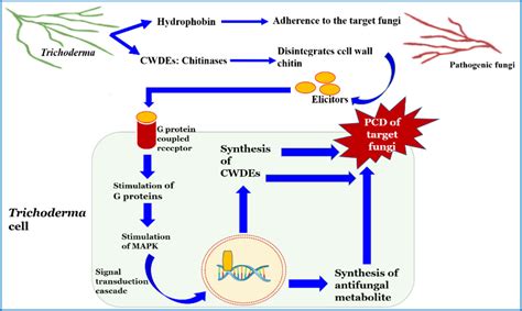 Frontiers Molecular Interaction Between Plants And Trichoderma