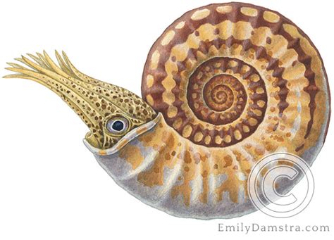 Early Jurassic Ammonite Fossil Emily S Damstra