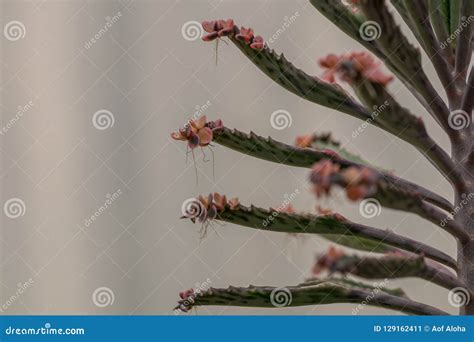 Close Up Bryophyllum Daigremontianum Succulent Commonly Called Devils